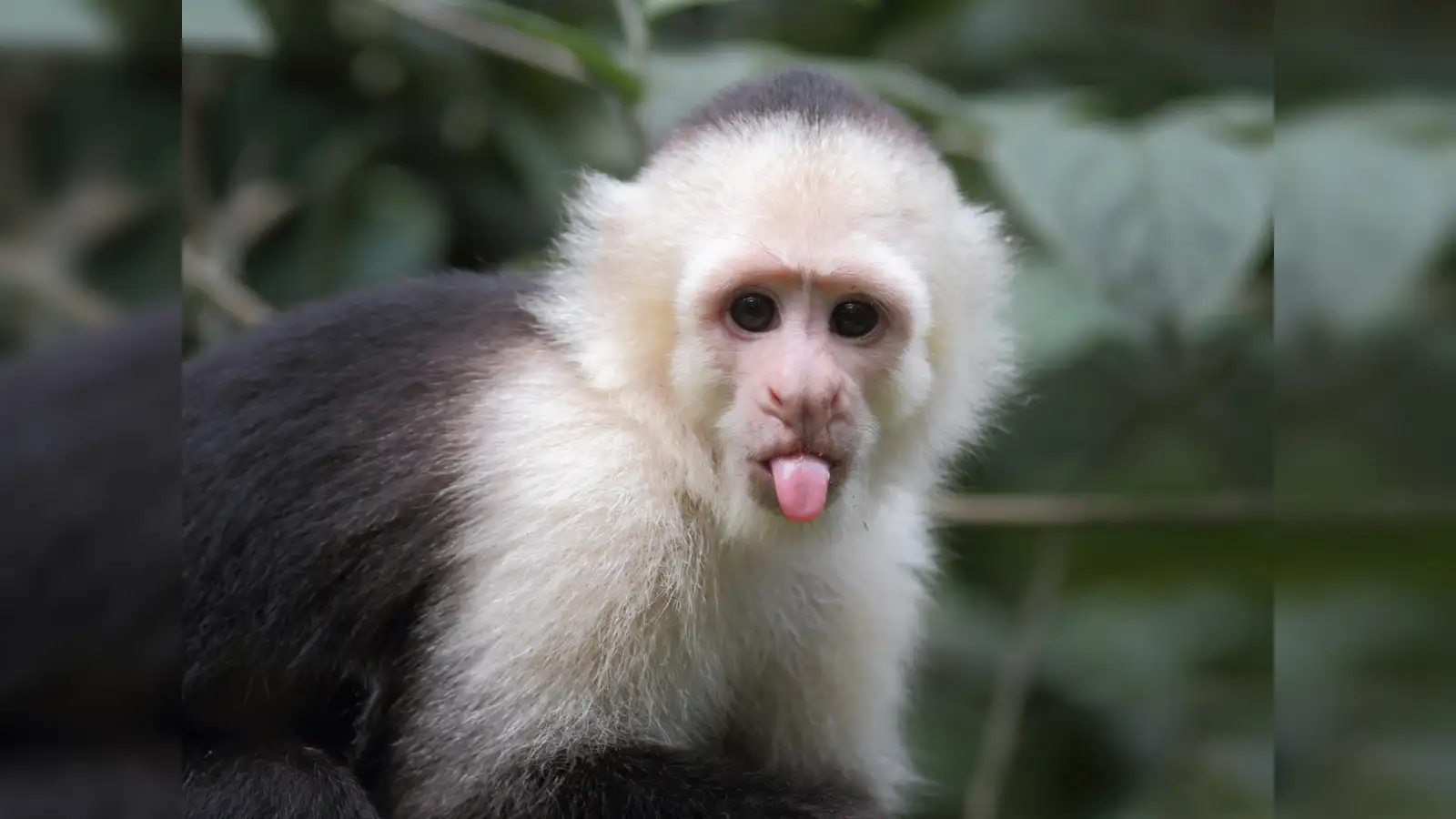 Capuchin Monkey Wedding Black Capuchin Monkey On The Tree Tropics