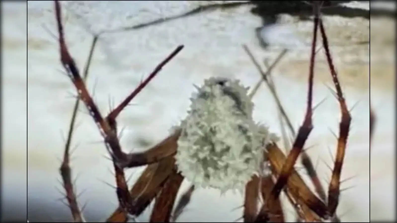 Fungas Tarantula Zombie Zombie Jumping Spider Cordyceps Fungus