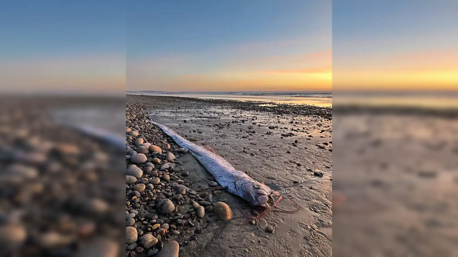 Oar Fish How To Catch Oarfish In Animal Crossing: New Horizons : R ...