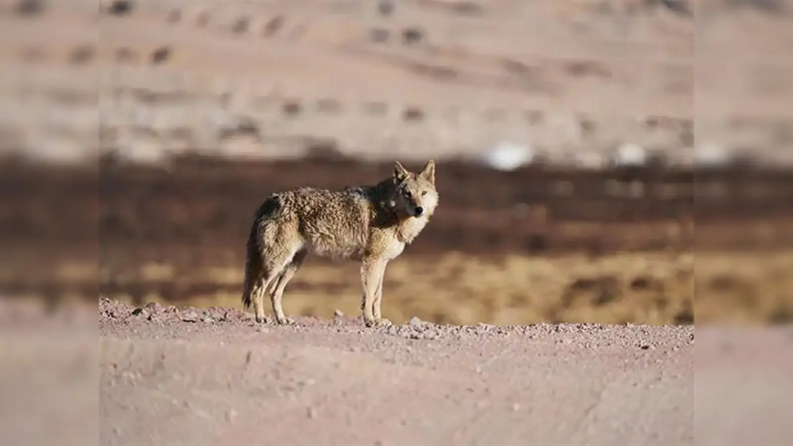 End The Wolf Wolf Verfolgt Mensch Im Puschlav: «Was Die Akzeptanz