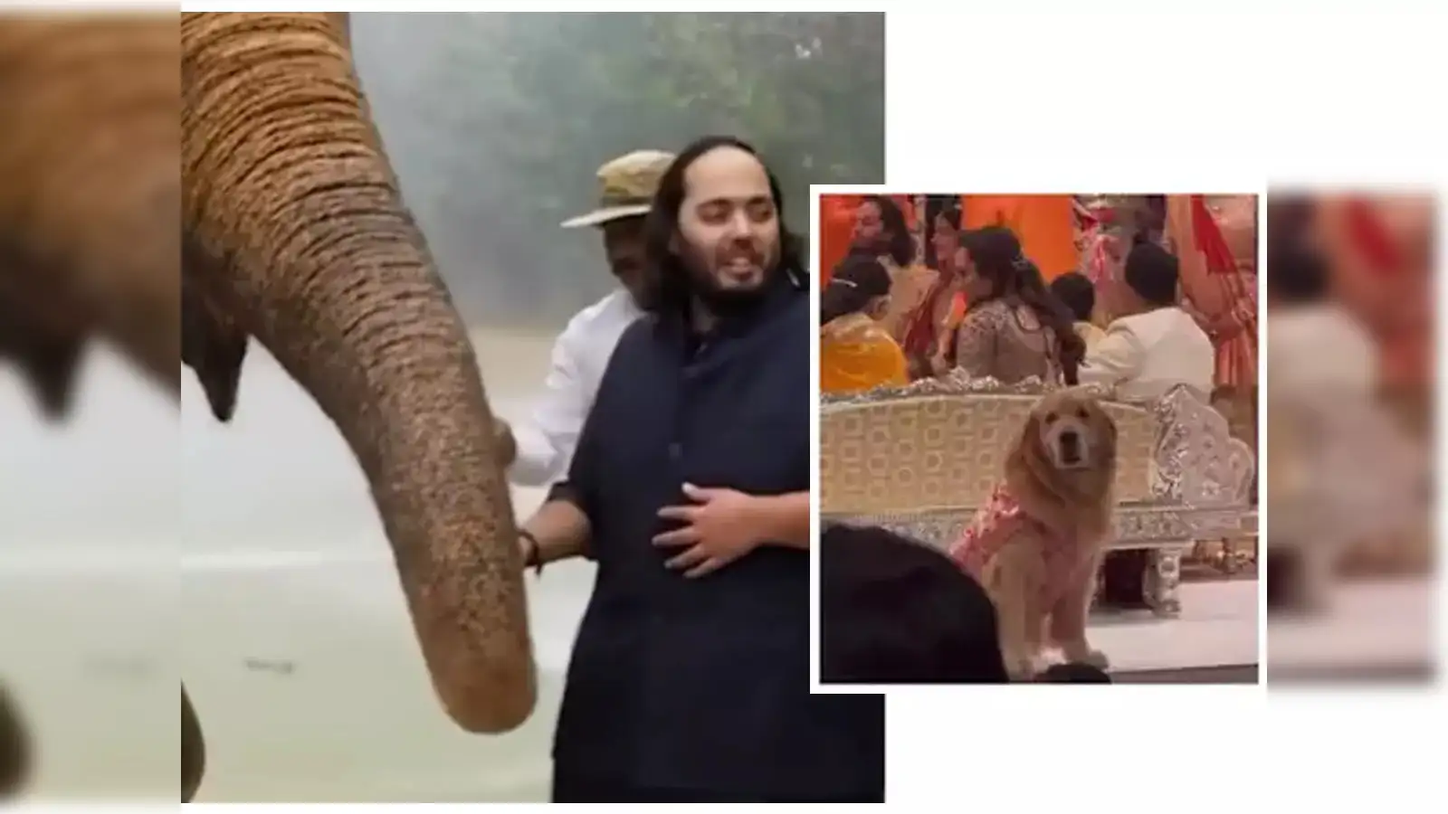 Anant Ambani Animals Anant Ambani's Vantara: Animal Rescue Honored At