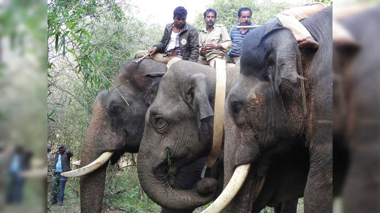 Kerala Elephant Attack 2013 Camera Trapped Photograph Of Elephant Herd