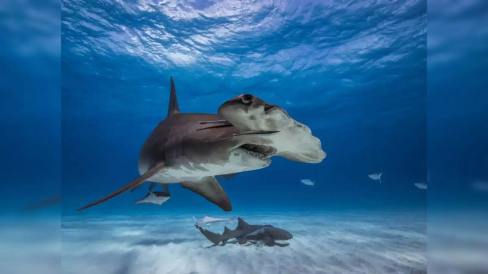 Sharks In Different Shapes