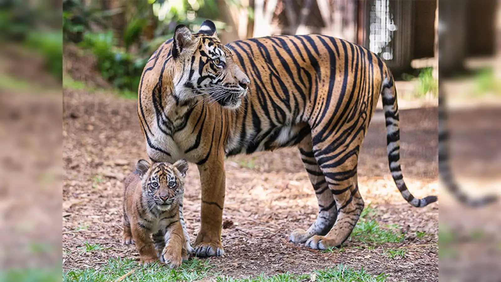 Siberian Tigers Poaching Tiger Conservation, Habitat, Endangered