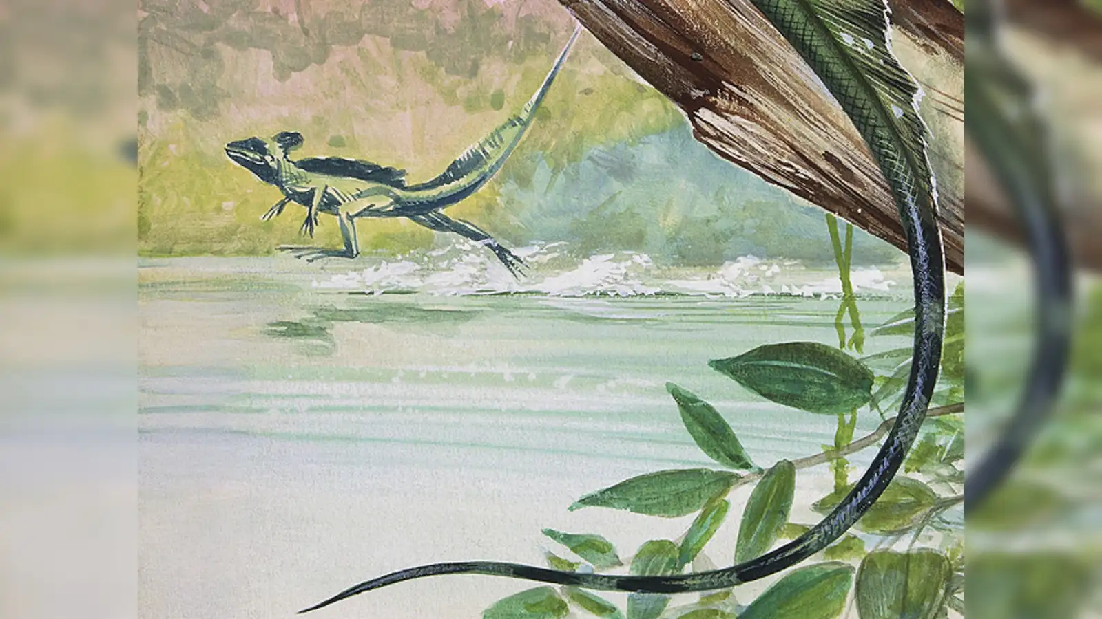 Green Basilisk Lizard Running On Water Hd