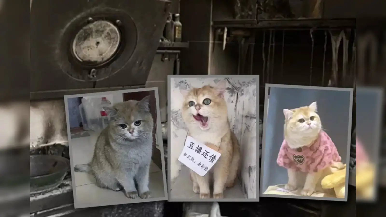 Cat Fire