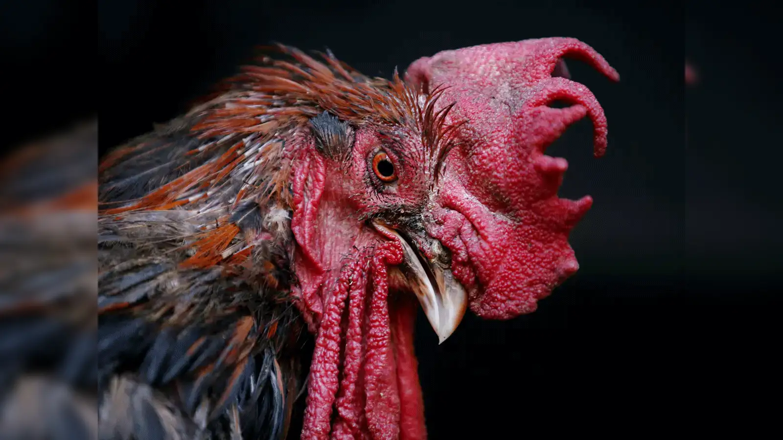 Clipart Rooster Dearg Atomic Rooster: Amazon.nl: Muziek