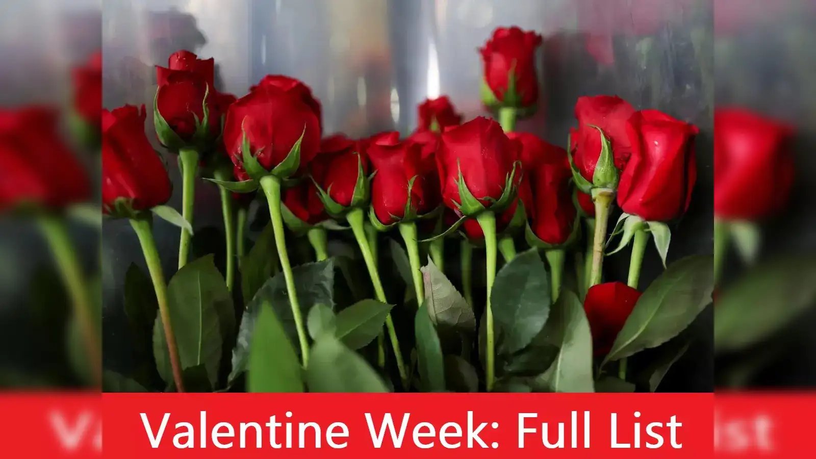 Rose day valentine week store