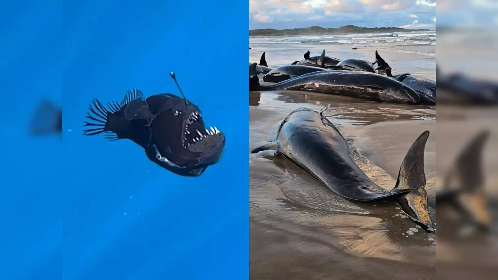 Weird Sea Creatures Washed Ashore Rare And 'unusual' Deep Sea