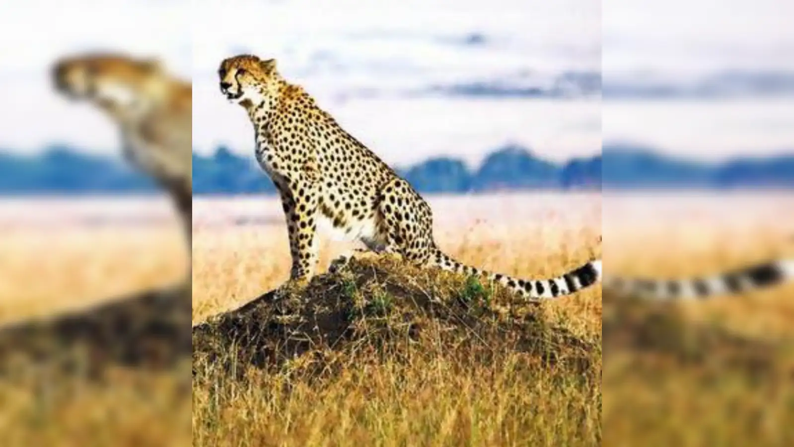 Cheetah Te Cheetah