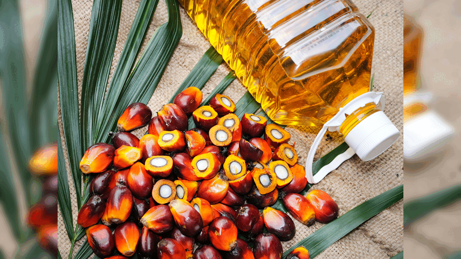 Crude palm oil price store
