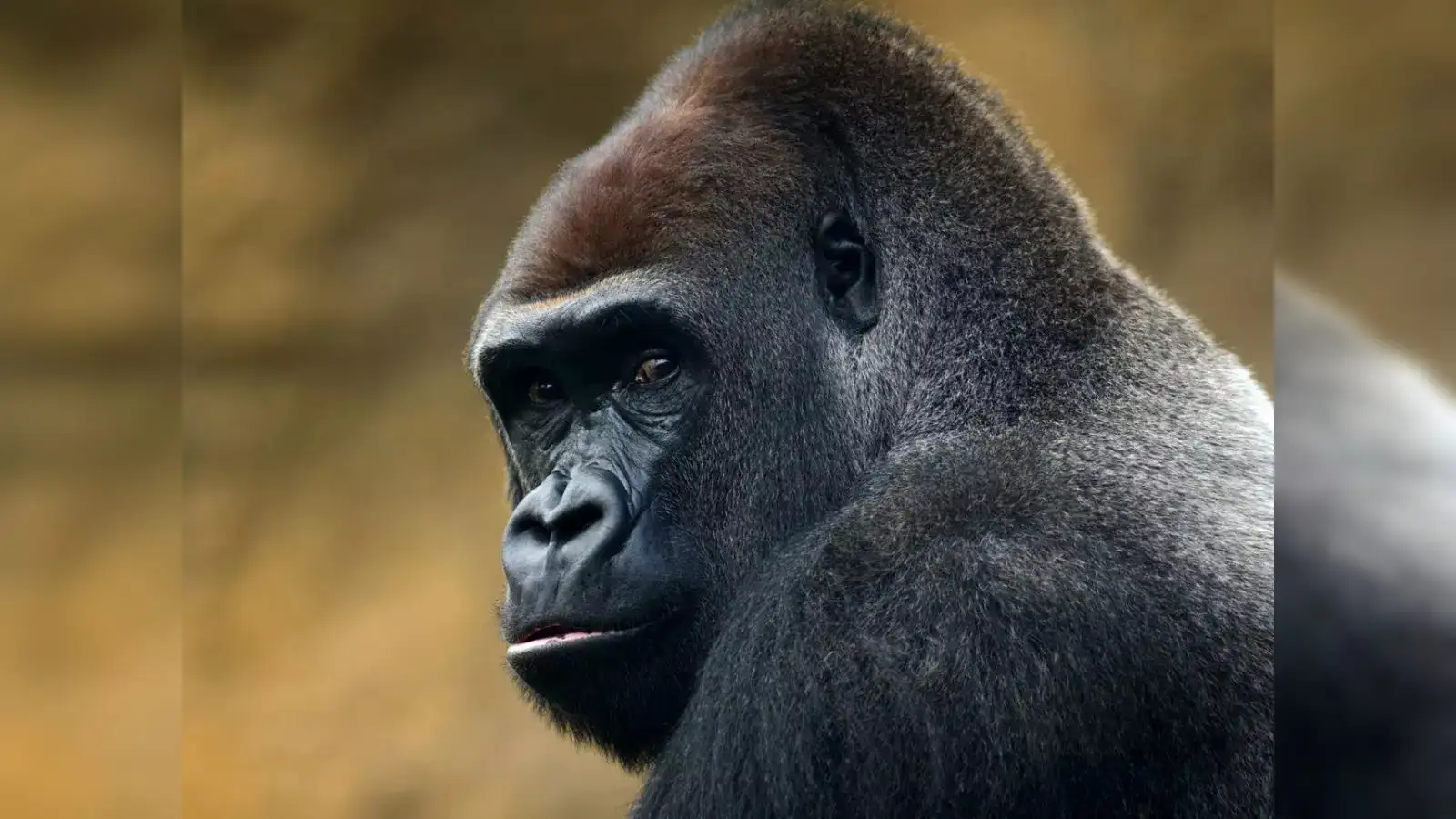 Gorilla Vs Human Size