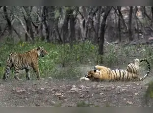 Tiger population is an indicator of the ecosystem's wellbeing - The ...
