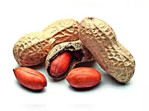 Cracking open peanuts - The Economic Times