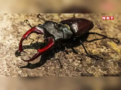stag beetle insect