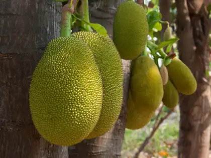 green jackfruit flour