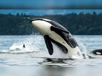 wild orca population