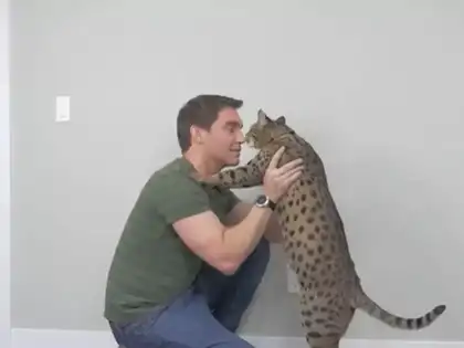 world's largest pet cat
