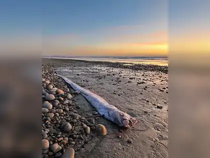 The Oarfish Omen