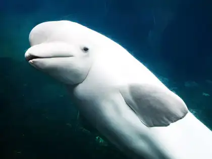beluga stats