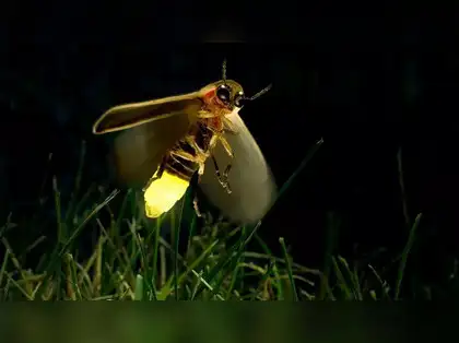 Less light, more darkness, firefly action! - The Economic Times