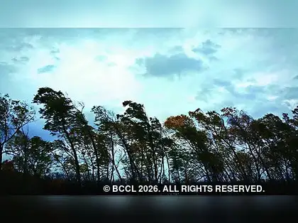 wind through trees sound