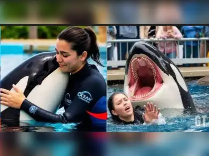 false killer whale attack