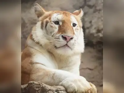 Strawberry Tiger Cub