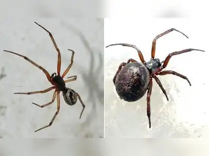 Spotted Widow Spider