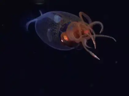 largest squid caught on camera