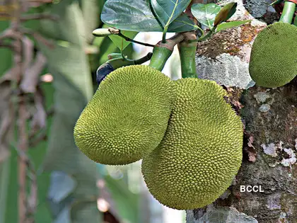 jackfruit tree goa