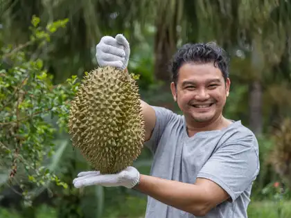 Doerian Musang King Durian Price Drops 40%, Malaysia Launches 2 New