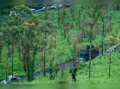 cut down forest synonyms