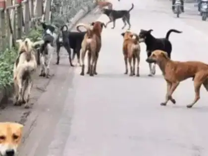 Lucknow Pitbull Dog Attack