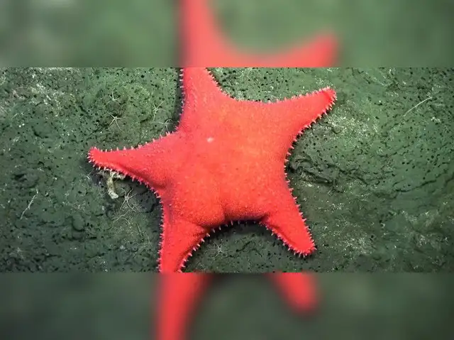 starfish being born