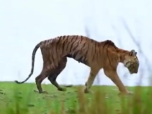 arrowhead tiger crocodile attack