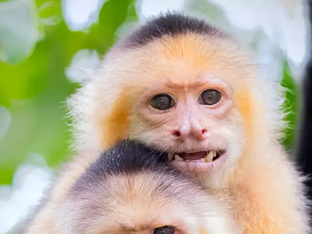 Monkey Day 2022: Monkey Day: Here’s when it is celebrated - The ...