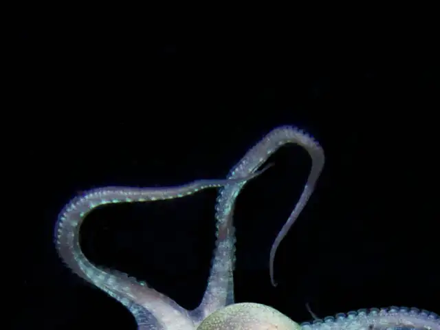 Octopus Energy Scheme: 'Octopus Energy' pays more than £1 million to ...