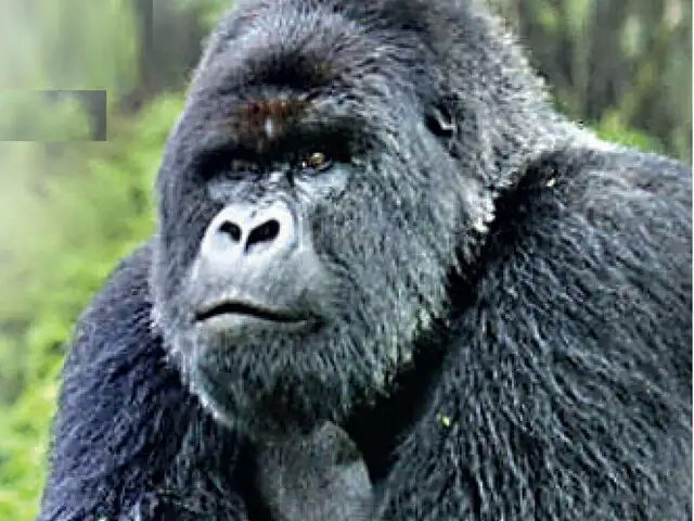 Gorilla Workout Results Before And After | EOUA Blog