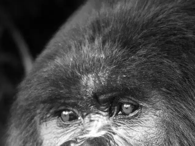Chester Zoo: Birth of world's rarest chimpanzee at Chester Zoo brings ...
