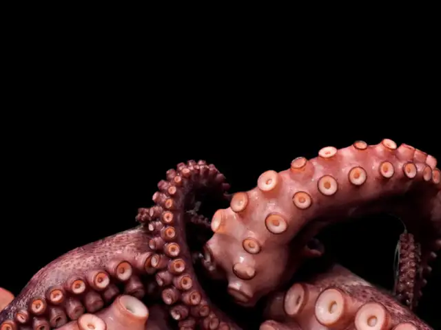 Octopus Energy Scheme: 'Octopus Energy' pays more than £1 million to ...