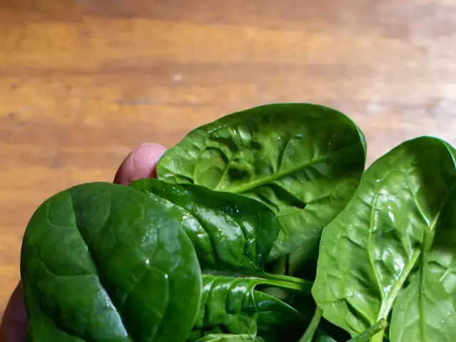 Australia Contaminated Spinach: Contaminated Spinach provokes ...