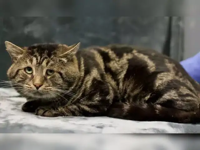 Depressed Cats Six Simple Ways To Help Cats With Depression | BeChewy