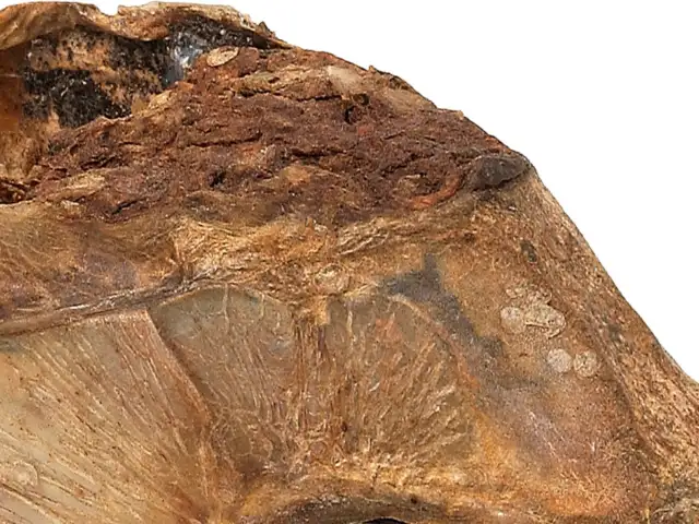 Greenback Cutthroat Trout: Fish species Greenback Cutthroat Trout ...