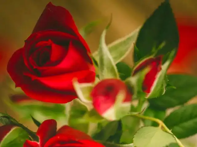 chaucer: Capitalisation of love? From Chaucer's poems to chocolates ...