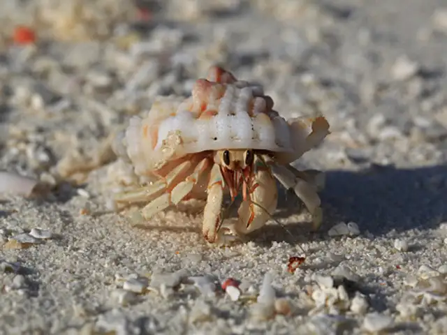 Snow crab season Alaska: Snow crab season cancellation costs half of ...