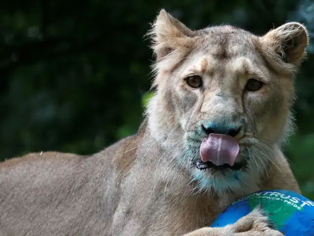 Bob Junior Death: Bob Junior: Rivals kill the lion that was known as ...