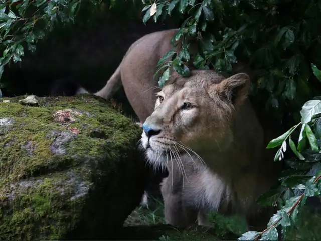 Bob Junior Death: Bob Junior: Rivals kill the lion that was known as ...