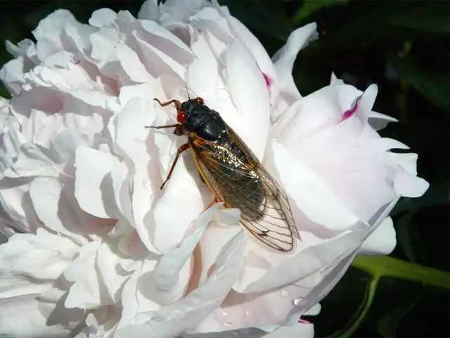 Giant bug found in Arkansas by university scientist is a rare Jurassic ...