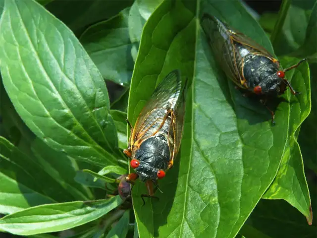 Giant bug found in Arkansas by university scientist is a rare Jurassic ...